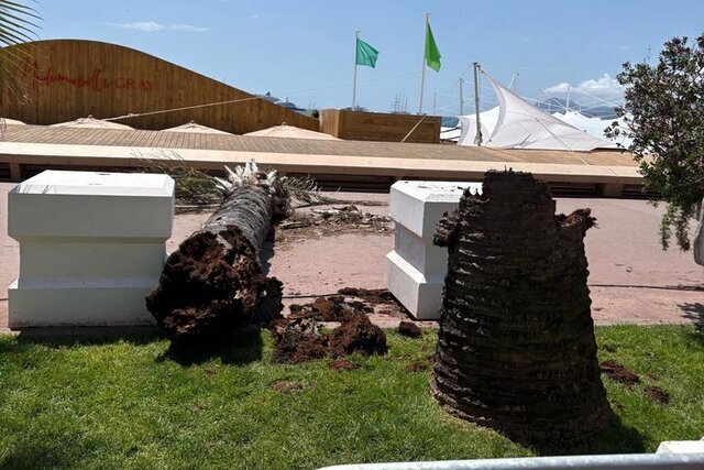 Fall Palm در جشنواره کن